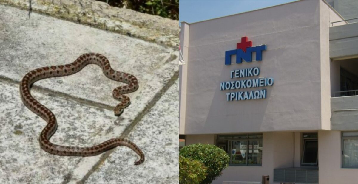 Τρίκαλα: Φίδι δάγκωσε παιδί 3,5 ετών σε ταβέρνα - Στο νοσοκομείο το αγόρι