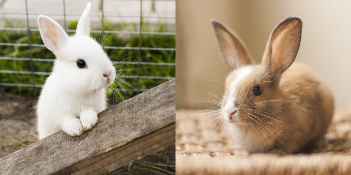 Πώς να κόψετε τα νύχια του κουνελιού σας: Βήμα-βήμα οδηγός για ασφαλή ...