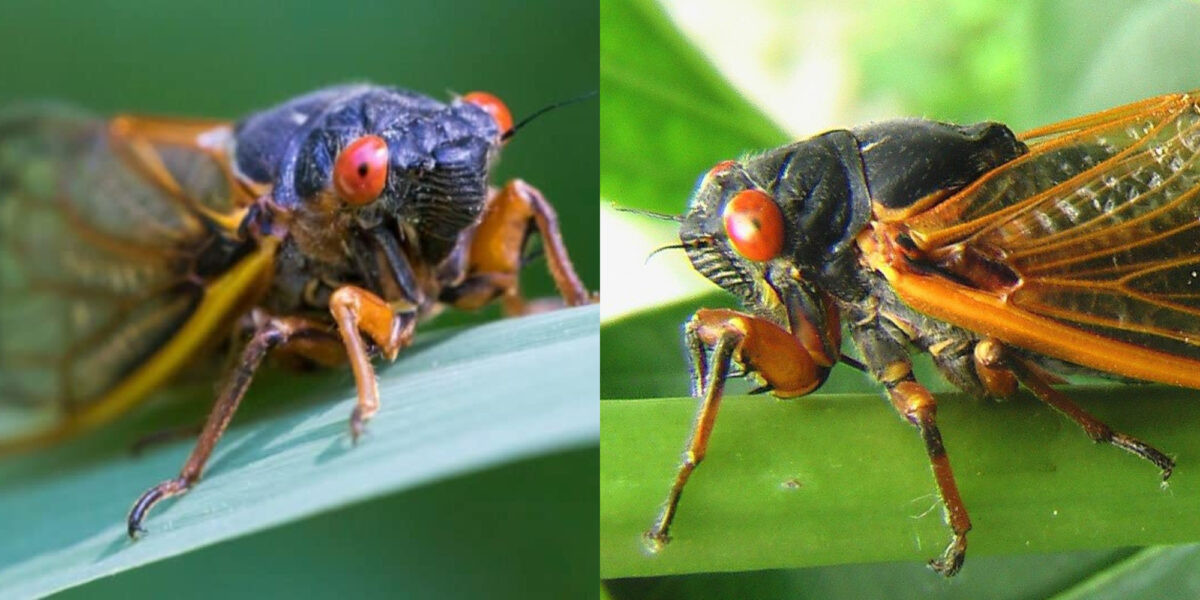 Πού βρίσκονται τα τζιτζίκια; - Το μυστικό της Ανταρκτικής - Χρήσιμες ...