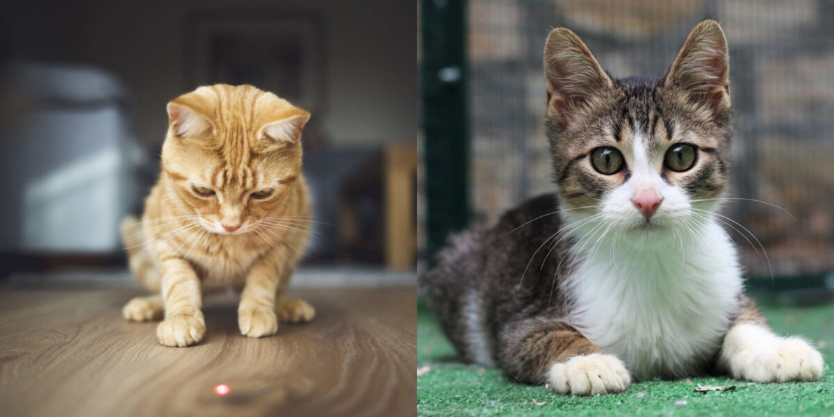 Λέιζερ και γάτες: Είναι οι δείκτες λέιζερ κακοί για τις γάτες ...