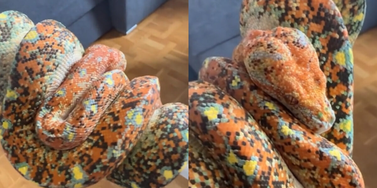 Απλά πανέμορφο: Πύθωνας με σπάνιο χρωματικό μοτίβο εντυπωσιάζει και ...