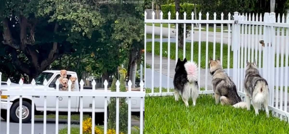 Ήθελαν μόνο να παίξουν: Όταν 3 Huskies συναντούν 3 Golden Retrievers ...