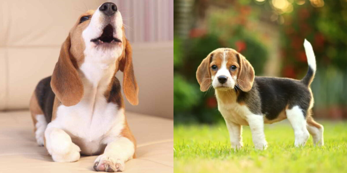 Χρονοδιάγραμμα εκπαίδευσης κουταβιών Beagle: Τι να περιμένετε και πότε ...