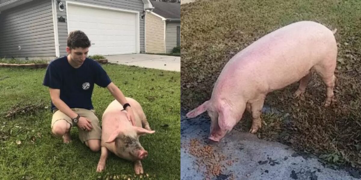 Γουρούνι που κολύμπησε για τη ζωή του κατά τη διάρκεια της πλημμύρας ...