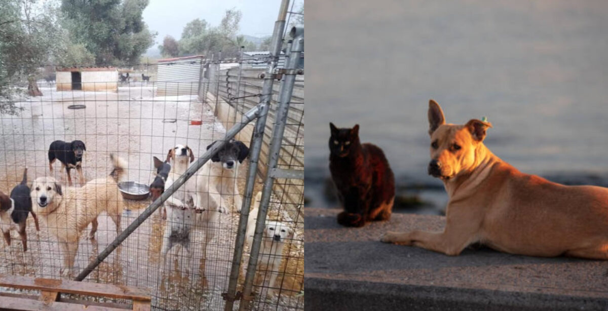 Το Καταφύγιο Αδέσποτων Ντορις ΑΡΚ στην Κεφαλονιά αντιμετωπίζει σοβαρό ...