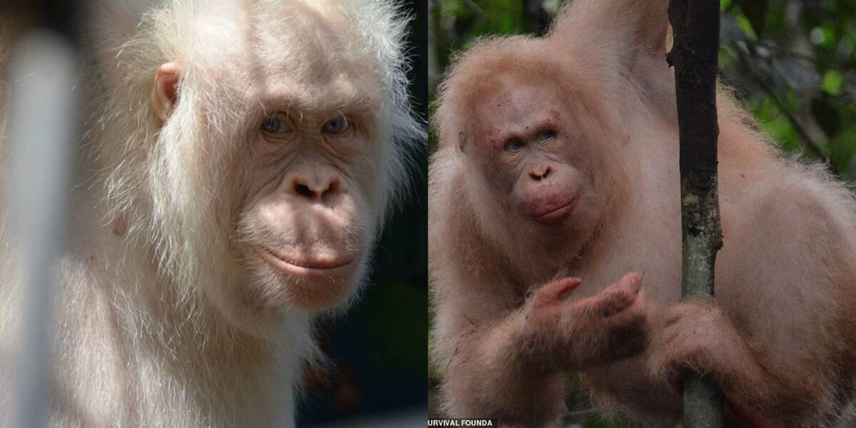 Ευχάριστα νέα: Ο μοναδικός ζωντανός αλμπίνος ουρακοτάγκος στον κόσμο, αποκτά το δικό του νησί ...