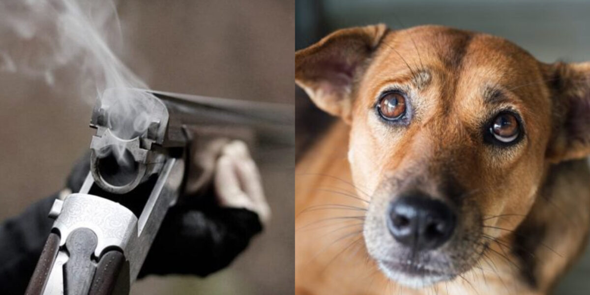 Συνελήφθη ο δράστης: Βαριές κατηγορίες για τον άνδρα που σκότωσε σκύλο ...