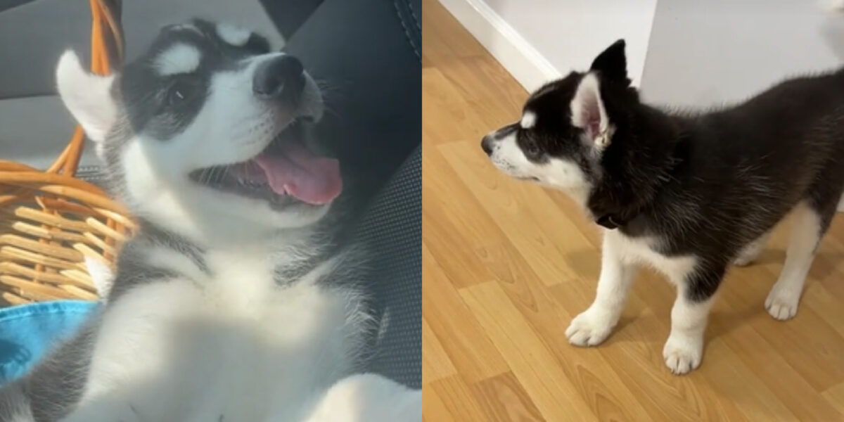 Κάνει τον γύρο του διαδικτύου: Η αντίδραση του κουταβιού Husky σε ...