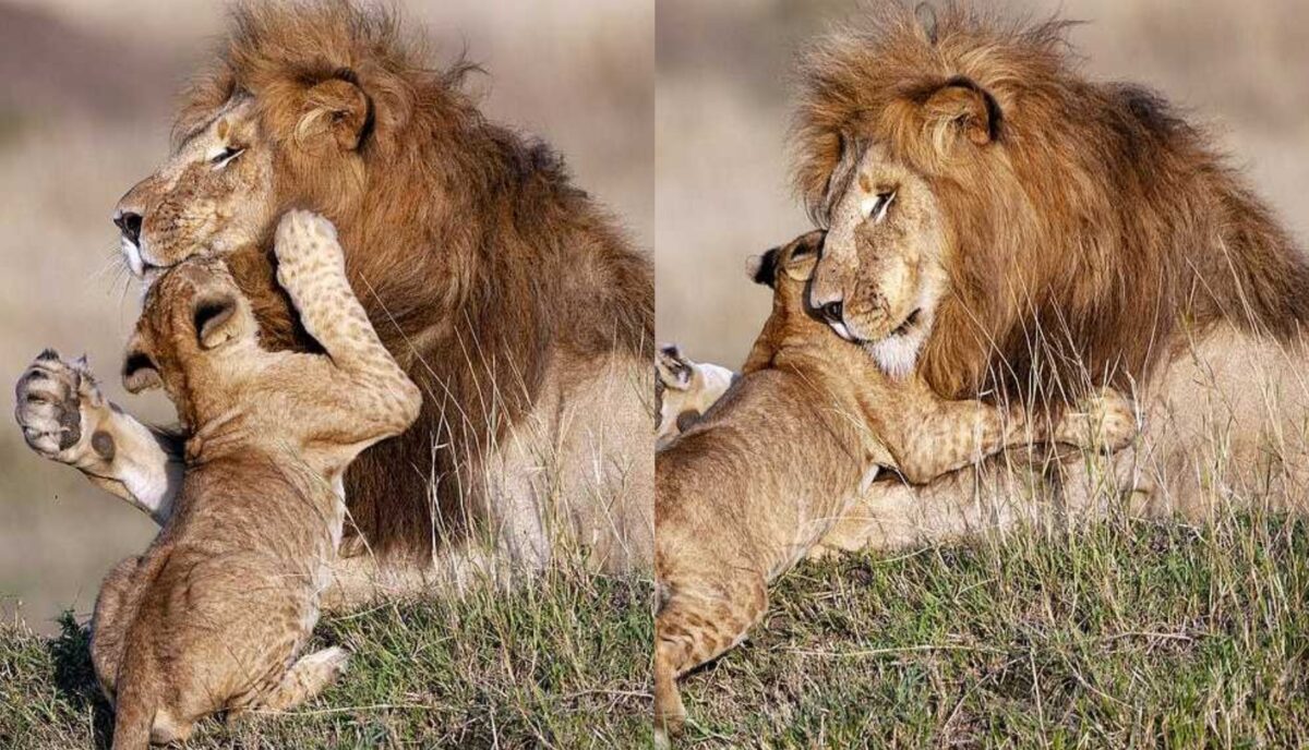 Βγαλμένο από το Lion King: Φωτογράφος απαθανατίζει τον μπαμπά λιοντάρι ...