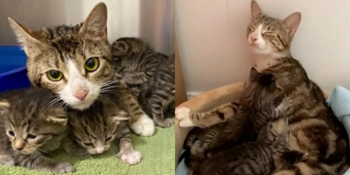 Τους άλλαξαν τη ζωή: Εργάτες βρήκαν μία γάτα και 6 γατάκια στο πίσω ...