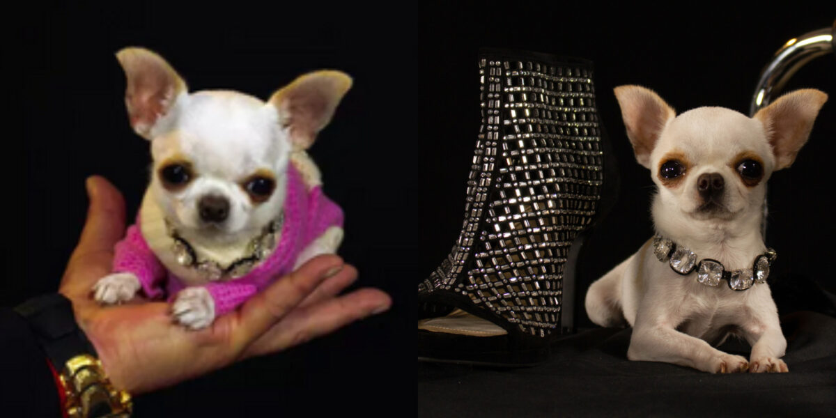 Η Pearl το Chihuahua: Το μικρότερο σκυλί στον κόσμο με ύψος μόλις 9,1 ...