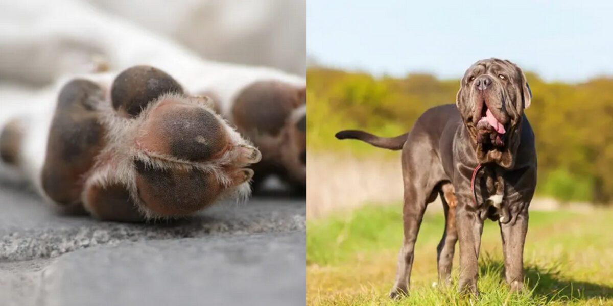 Υγεία σκύλου: Οι πατούσες του σκύλου μου είναι κρύα, πρέπει να ανησυχώ ...