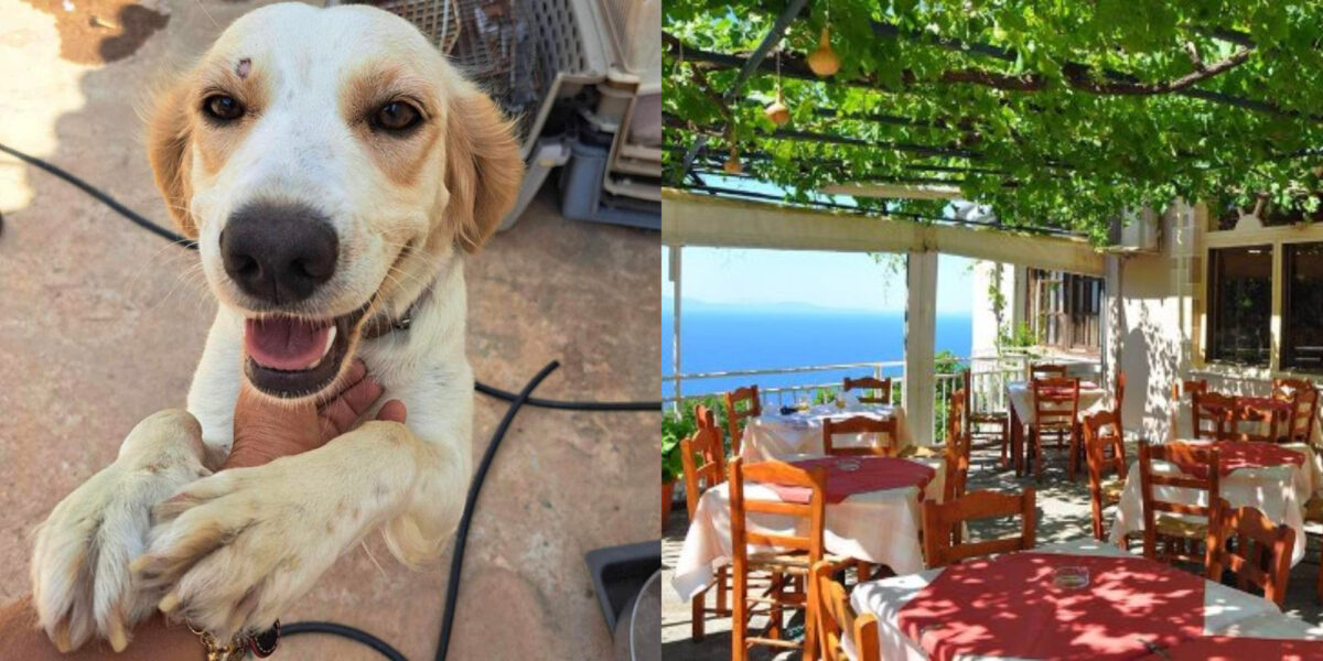 Συνελήφθη ο δράστης: Ιδιοκτήτης ταβέρνας χτύπησε βάναυσα σκύλο στο Γύθειο