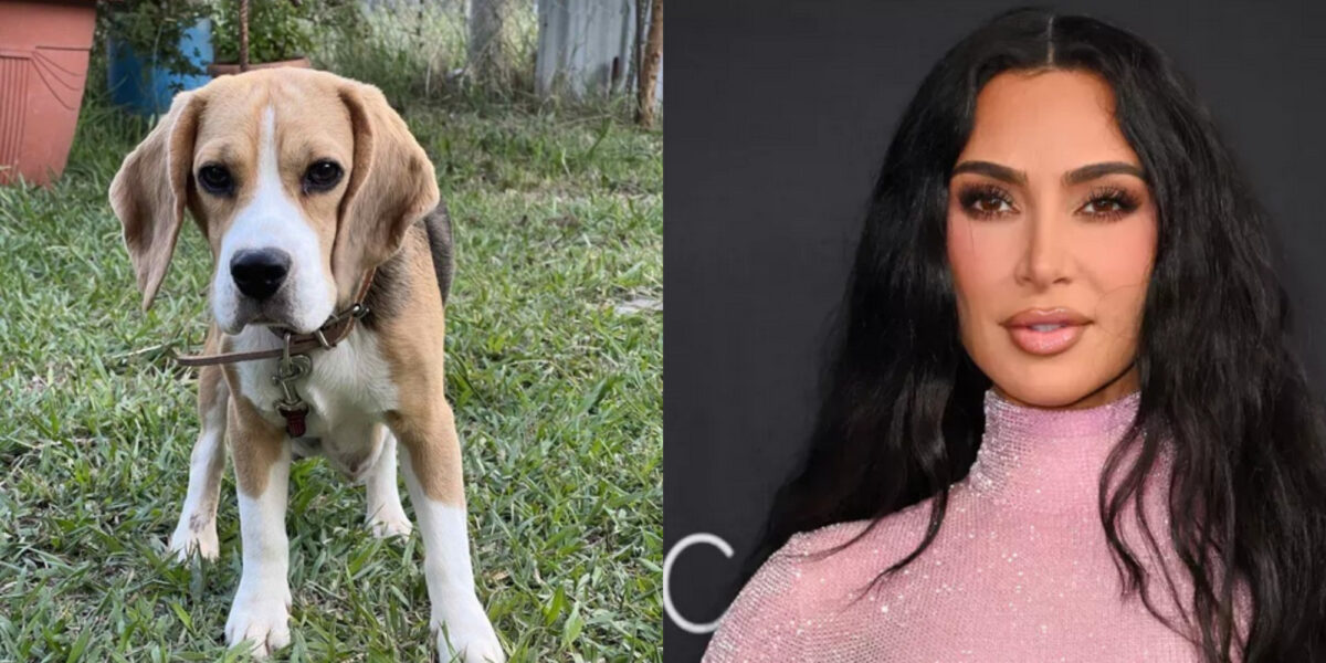 Δείτε την αντίδρασή του: Αυτός ο σκύλος φαίνεται να μισεί τη φωνή της ...