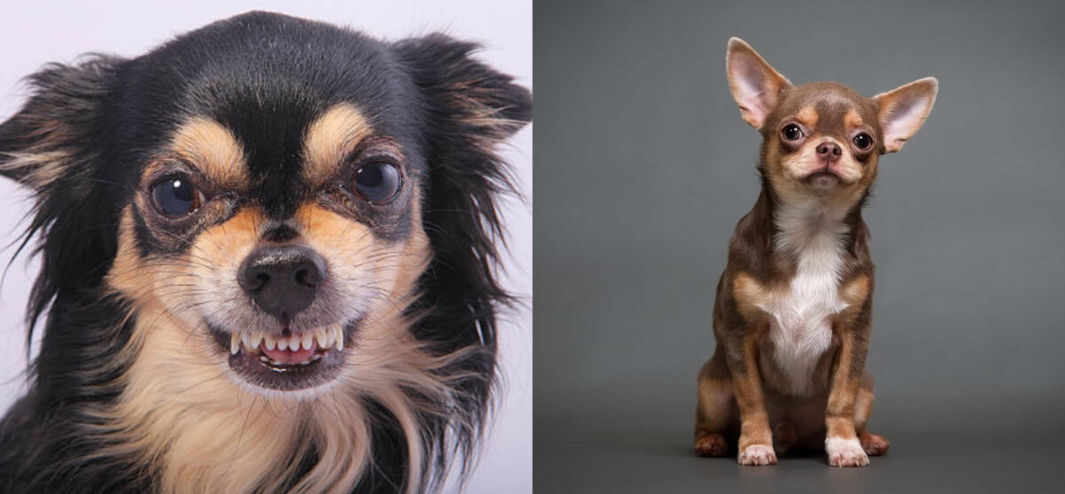 Είναι πολύ θυμωμένο: Η αντίδραση του Chihuahua στο καθάρισμα των ...