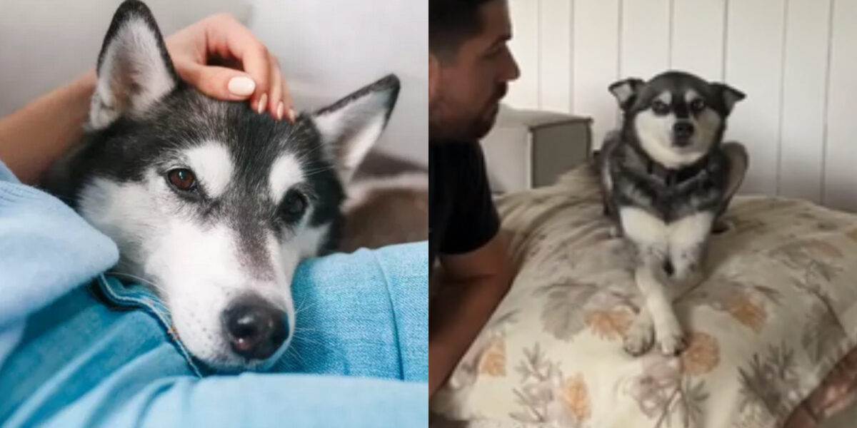 Η κατάσταση έχει ξεφύγει: Το διαδίκτυο έχει ξετρελαθεί με Husky που ...