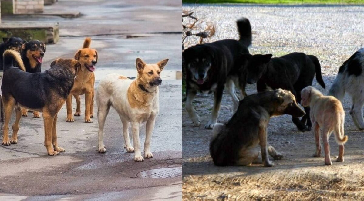 Έκκληση για βοήθεια: Αδέσποτα σκυλάκια στη Μακρακώμη αναζητούν έναν ...