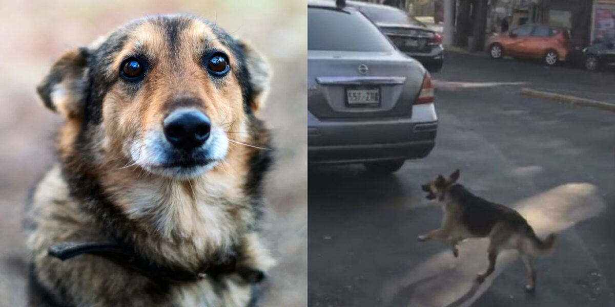 Αναζητείται οδηγός ΙΧ που άφησε το σκύλο του να τρέχει για ώρα πίσω του ...