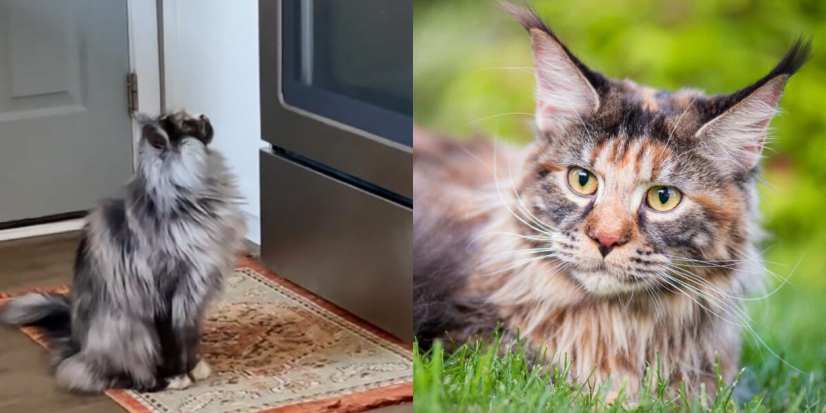 Μια τολμηρή γατούλα: Ο όχι και τόσο διακριτικός τρόπος μίας γάτας Maine ...