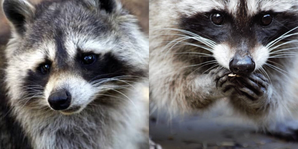 Αυτό το ρακούν είναι πλέον γνωστό ως μασκοφόρος ληστής: Πιάστηκε να ...