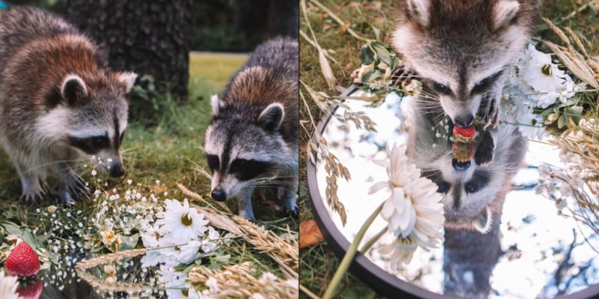 Photobombing: Περίεργα ρακούν πήραν μέρος σε φωτογράφιση με τα πιο ...