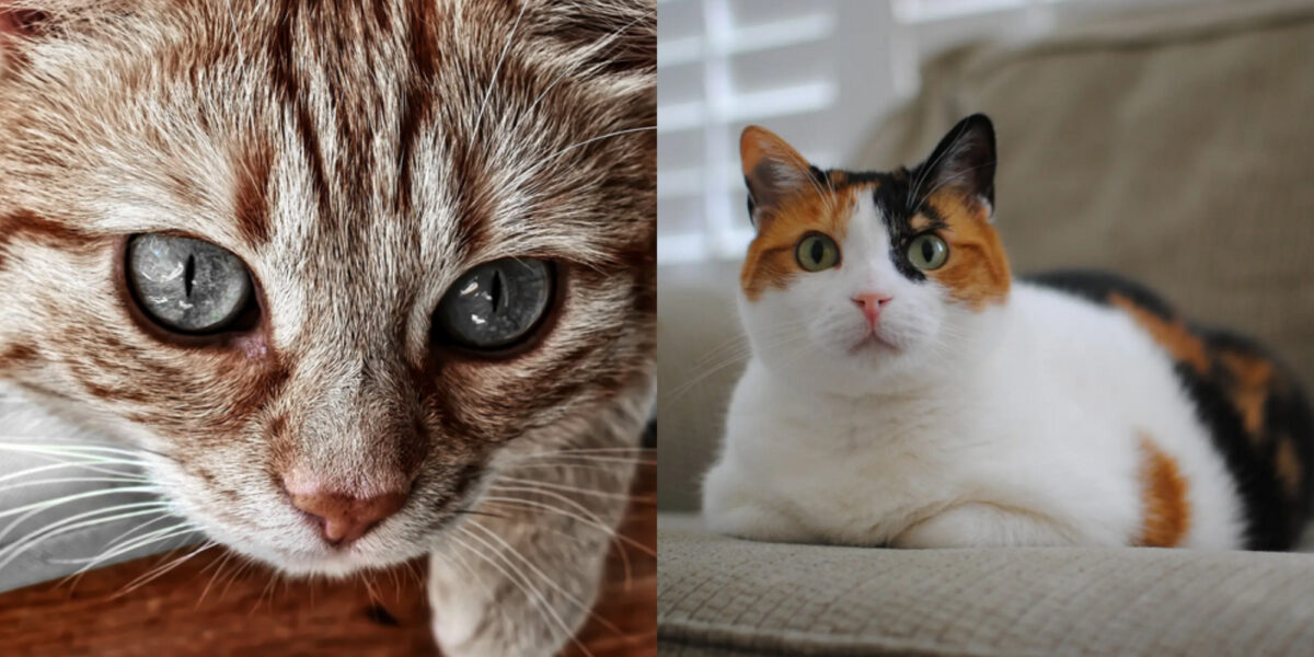 Με αυτόν τον τρόπο θα ξεχωρίσετε μεταξύ των γάτων Tabby, Torbie και ...