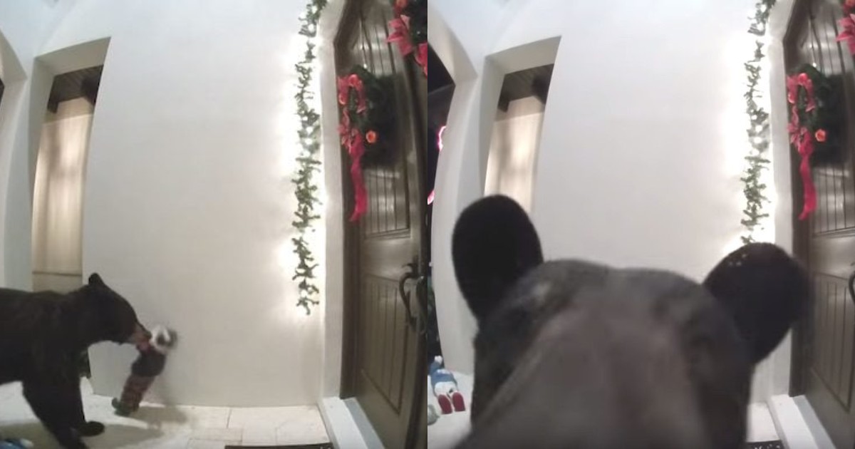 Αρκούδα χτυπάει το κουδούνι πόρτας κάνοντας Χριστουγεννιάτικη έκπληξη - Petkeepers