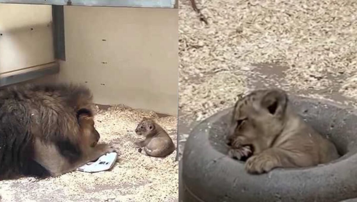 Θα λιώσετε με αυτό το video: Η συγκινητική στιγμή που ο μπαμπάς ...