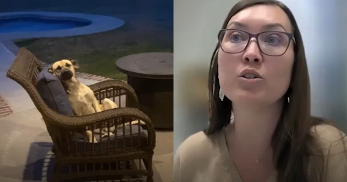 Αδέσποτος σκύλος κάνει κατάληψη σε καρέκλα βεράντας γυναίκας και δεν ...