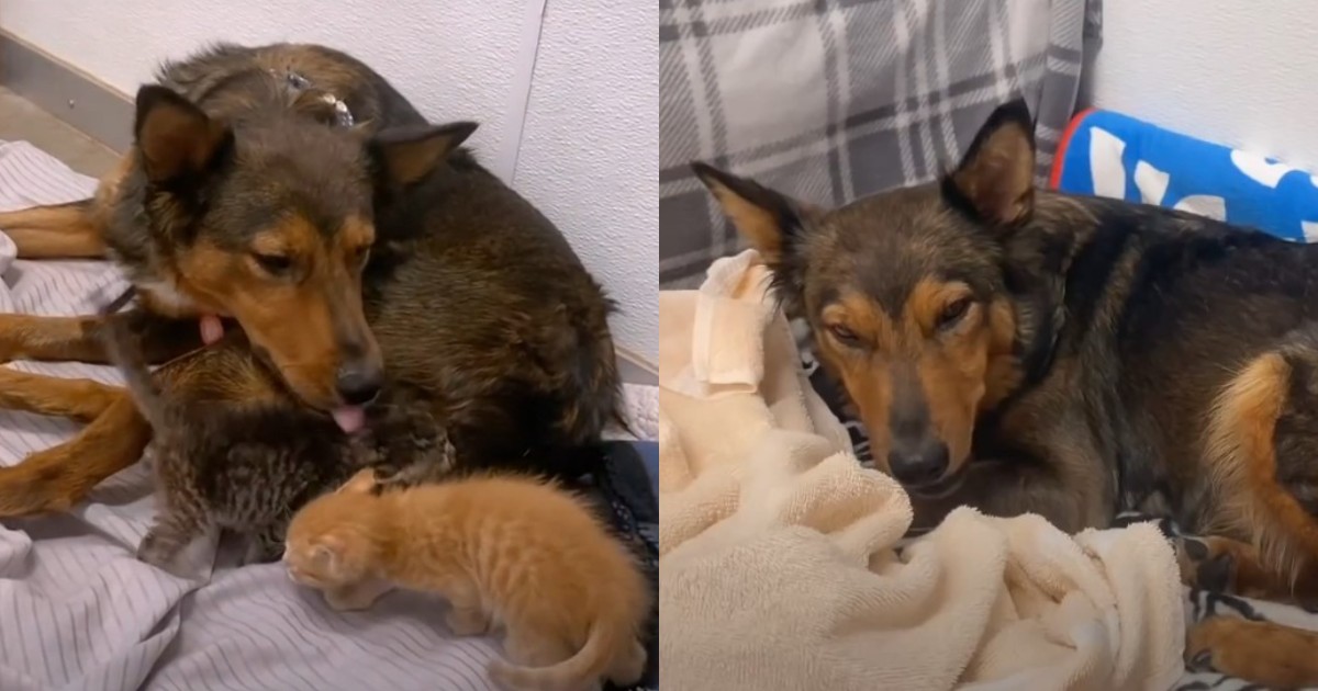 Αδεσπότη σκυλίτσα «χάνει» τα κουτάβια της και γίνεται μάνα σε τρία αδέσποτα γατάκια - Petkeepers