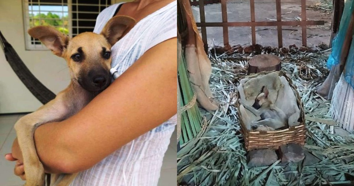 Οικογένεια βρίσκει αδέσποτο κουτάβι σε φάτνη όταν περπατάει δίπλα - Petkeepers