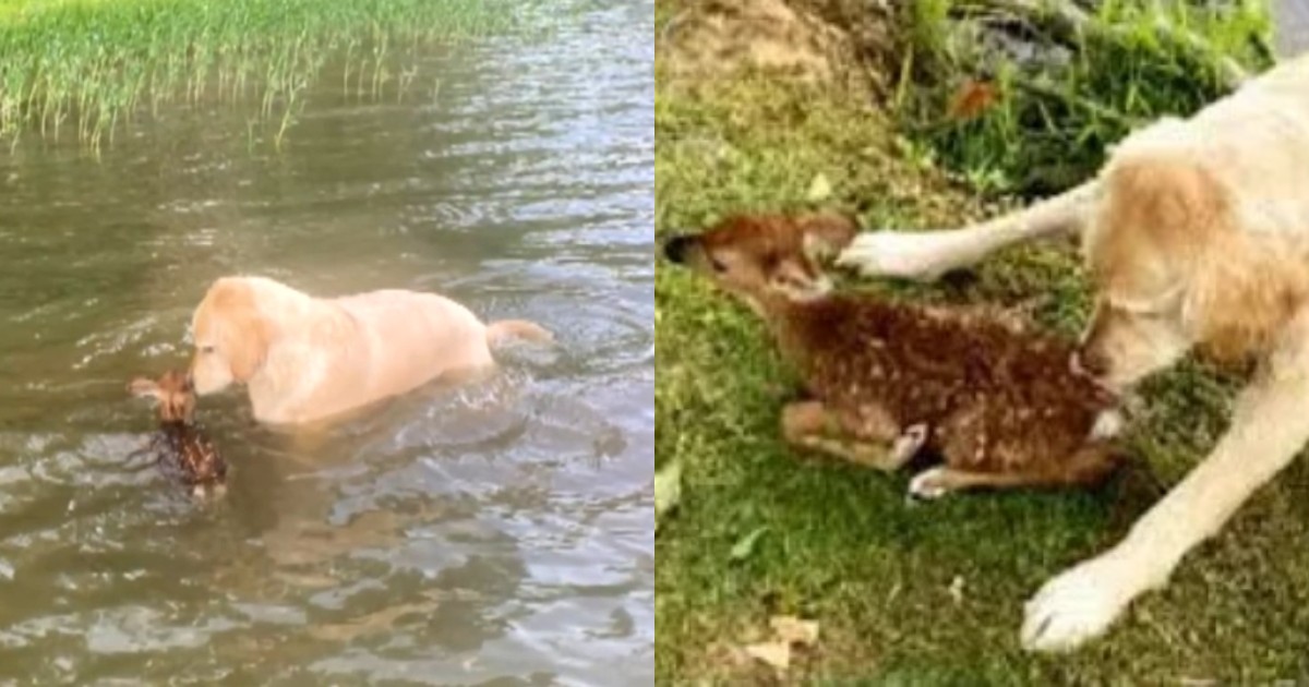 Σκύλος ήρωας σώζει από βέβαιο πνιγμό ελάφι στη λίμνη - Petkeepers