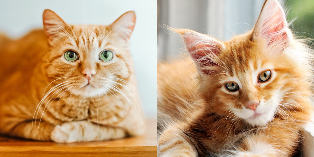 Ψάχνετε για τον δικό σας Garfield; 8 Πορτοκαλί ράτσες γάτας για όποιον ...