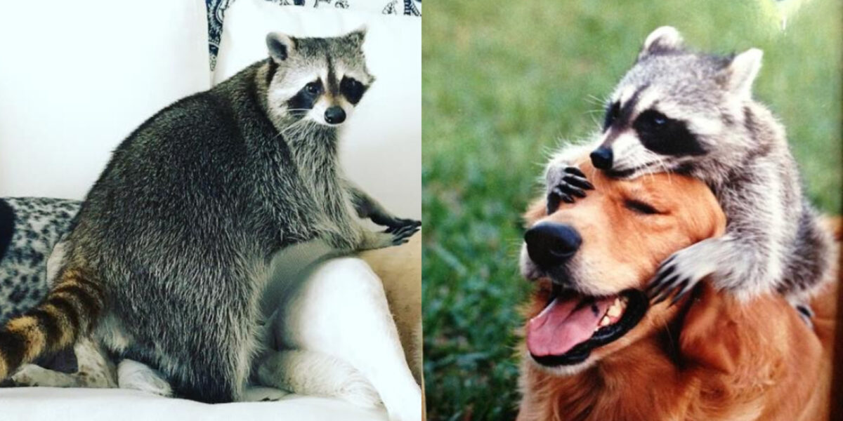 Νομίζει ότι είναι σκύλος: Αστείο ρακούν παίζει με κουτάβια σαν να είναι ...