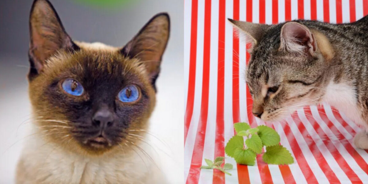 Catnip και γάτες: Ποια είναι η επίδραση του Catnip στις γάτες; -Όλα όσα ...