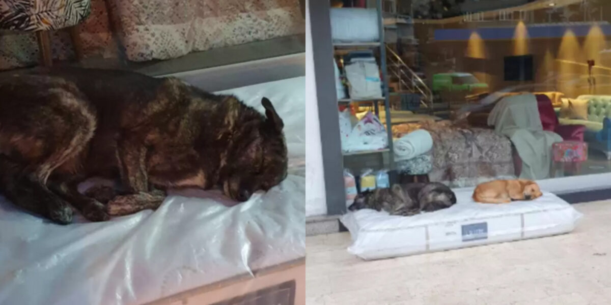 Παράδειγμα προς μίμηση: Κατάστημα επίπλων φροντίζει πάντα να έχουν τα ...