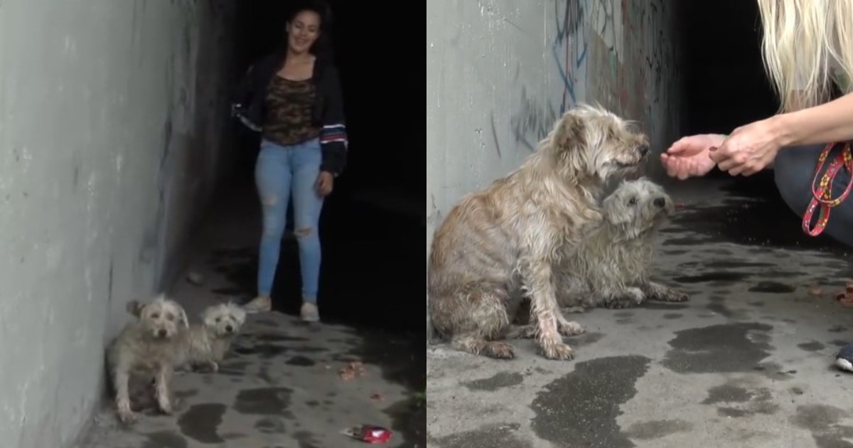 Παιδιά ακούν και διασώζουν δύο εγκαταλελειμμένα σκυλιά από τον υπόνομο - Petkeepers