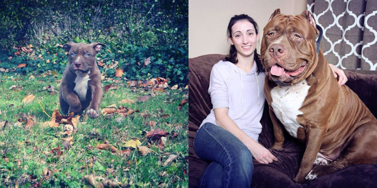 Γνωρίστε το Pit Bull Hulk: Το μεγαλύτερο Pit Bull που υπήρξε ποτέ