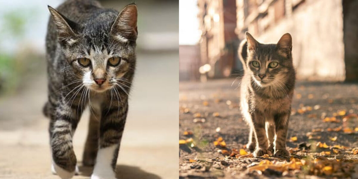 Ανατομία γάτα: Πώς περπατούν οι γάτες; -Η ακριβής μέθοδος