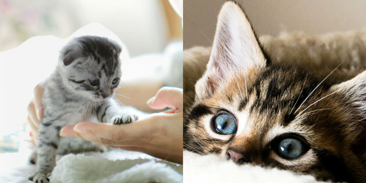 Λίστα για νέα γατάκια: 11 βασικά πράγματα που χρειάζεστε όταν φέρνετε ...