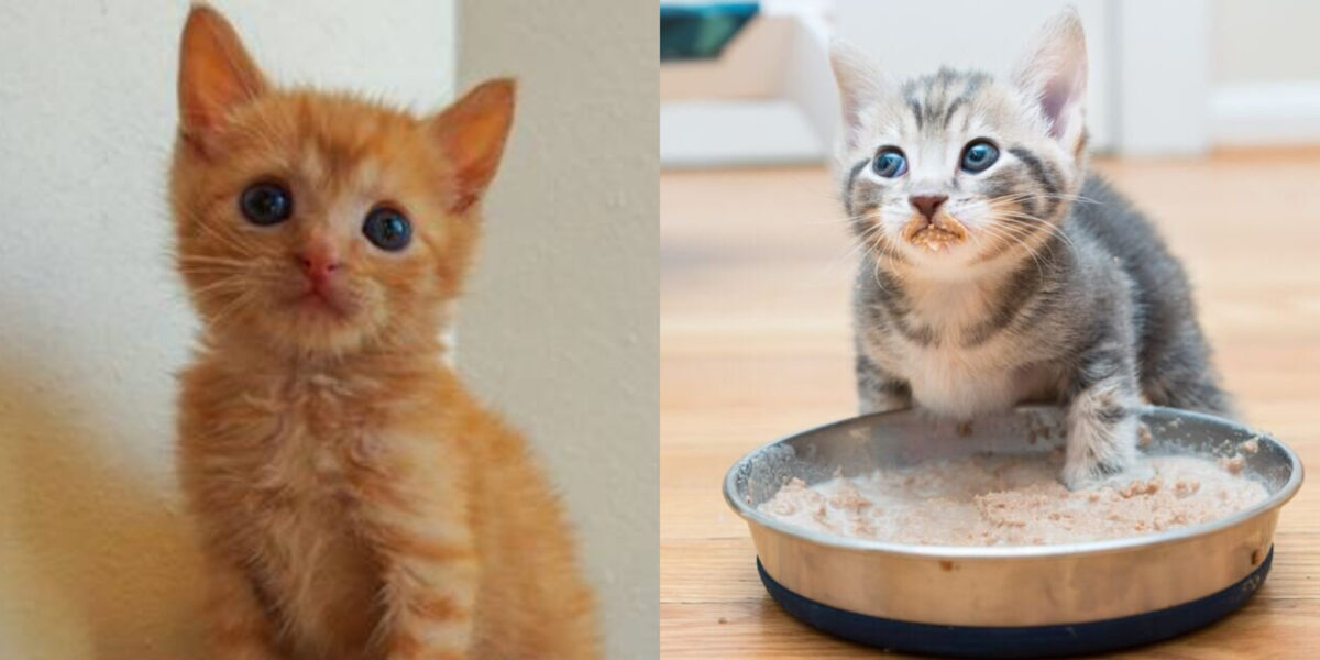 Πότε αρχίζουν να τρώνε τροφή τα γατάκια; Ένας κτηνίατρος λέει νωρίτερα ...