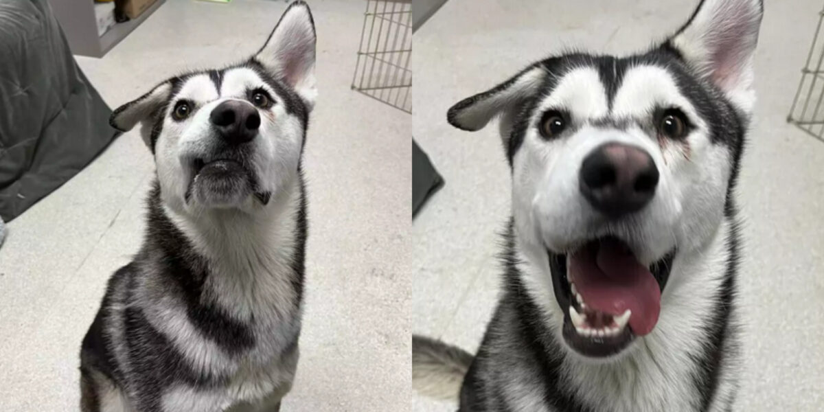 Husky με ιδιαίτερο χαμόγελο υιοθετήθηκε από οικογένεια που οδήγησε 2. ...