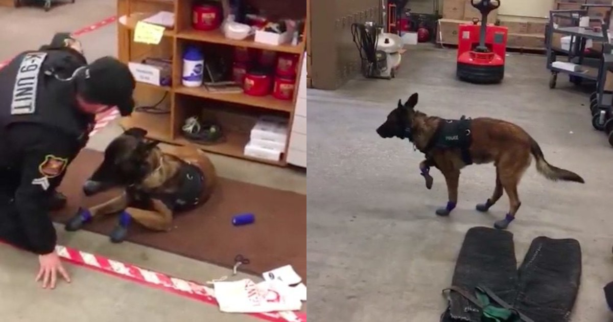 Αστυνομικός σκύλος δείχνει μπερδεμένος όταν δοκιμάζει για πρώτη φορά ...