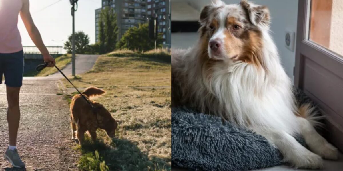 Πατούσες σκύλου: Μπορεί να εκπλαγείτε αν μάθετε τι μπορεί να υπάρχει ...