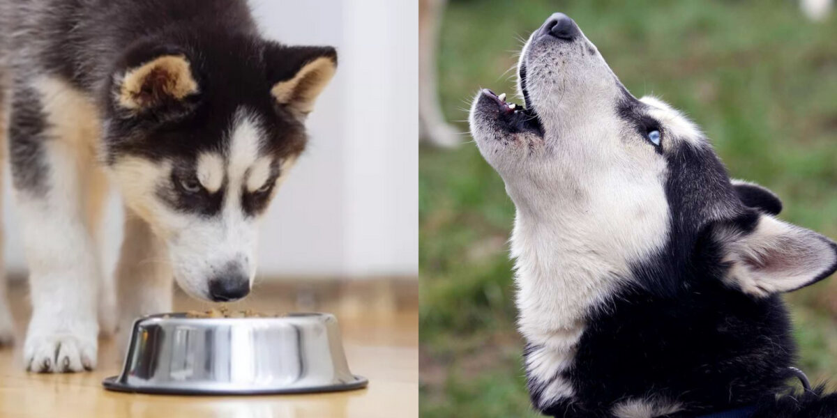 Ο σπαρακτικός λόγος που Husky διάσωσης προσπαθεί πάντα να κρύψει το ...