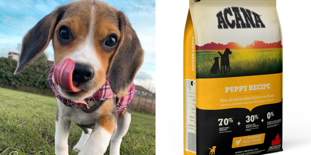 Κριτική τροφής Acana Puppy - Petkeepers