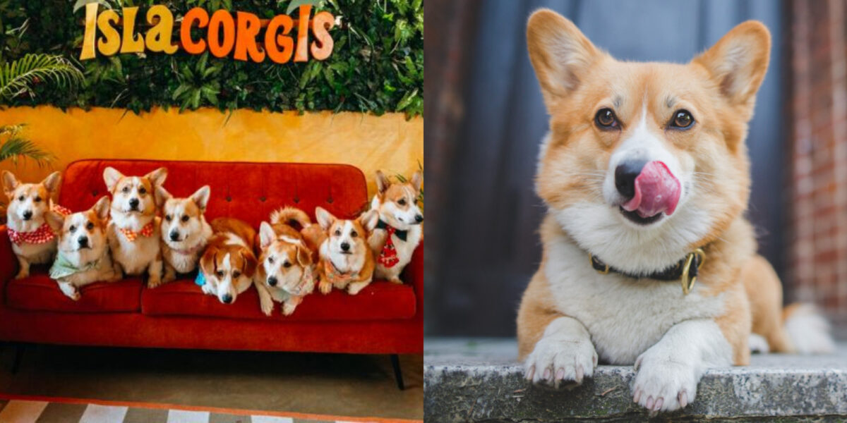 Αξιολάτρευτο Corgi Cafe στις Φιλιππίνες κάνει τους λάτρεις των σκύλων ...