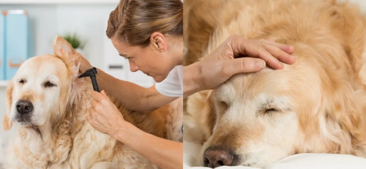Λοιμώξεις αυτιών Golden Retriever: Αναγνώριση συμπτωμάτων & Οδηγός ...