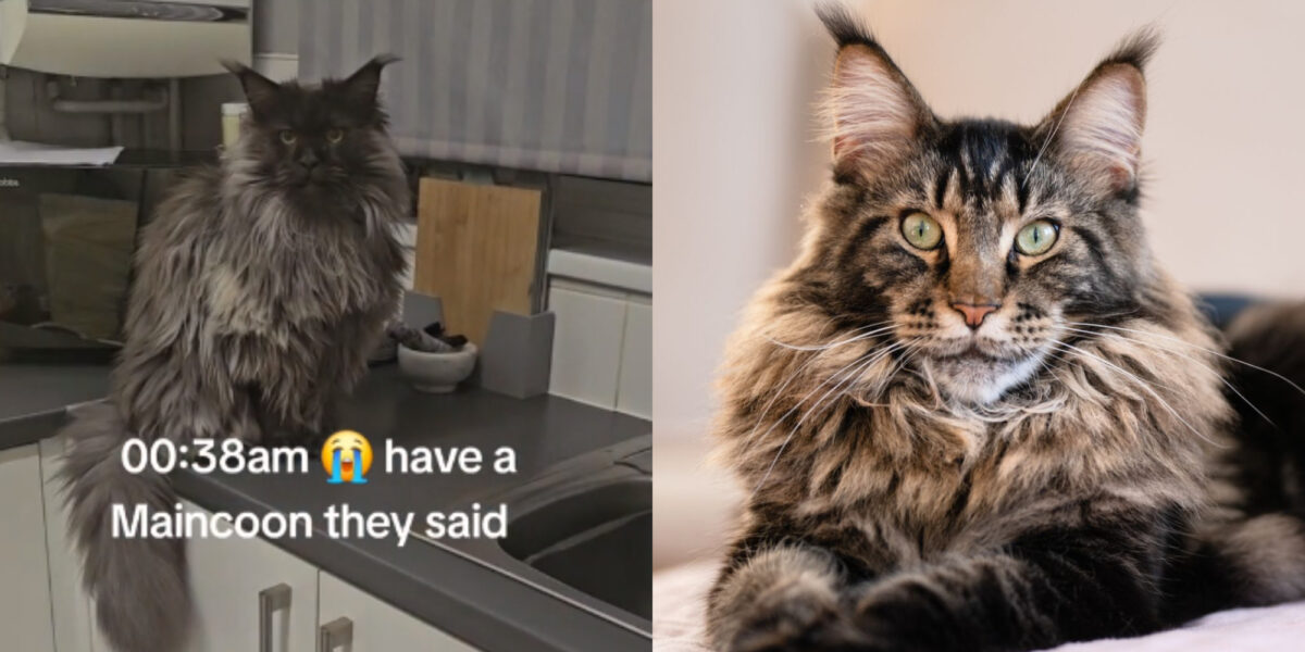 Ο έξυπνος τρόπος μίας γάτας Maine Coon να ξυπνήσει τη μαμά της γίνεται ...