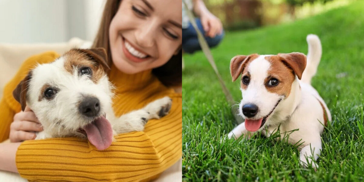 Πόσο έξυπνα είναι τα Τζακ Ράσελ Τεριέ; Νοημοσύνη ράτσας & Συχνές ερωτήσεις